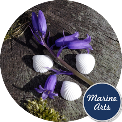 Craft Pack - Mini White Rose Cockle Shells - Marine Arts - MarineArts.co.uk