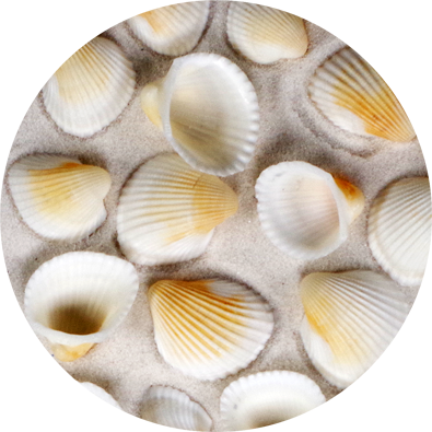 Craft Pack - Small White Cockle Shells - Marine Arts - MarineArts.co.uk