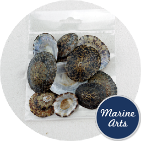 Craft Pack - Blue Limpet Shellss - Marine Arts - MarineArts.co.uk