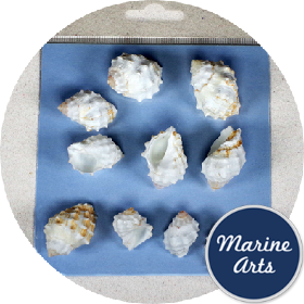 Craft Pack - White Iced Gems - Marine Arts - MarineArts.co.uk