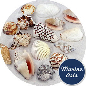 Medium Shells - Value Pack - Marine Arts - MarineArts.co.uk