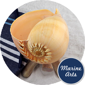 Melon Shell - Selected 17.5-20cm - Gift Pack - Marine Arts - MarineArts ...