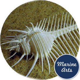 Murex Shells Venus Comb - Large 10-12.5cm - Marine Arts - MarineArts.co.uk