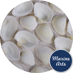 White Litob - Project Pack - Marine Arts - MarineArts.co.uk