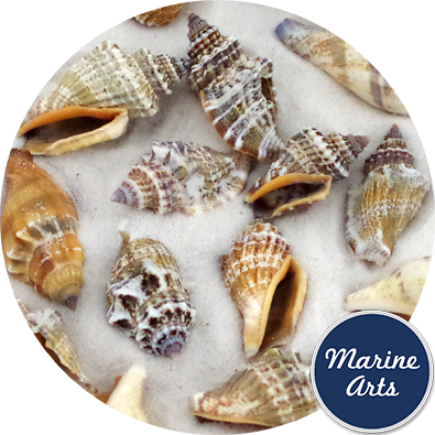 Bear Conch Shells - Project Pack - Marine Arts - MarineArts.co.uk