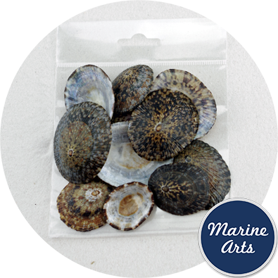 Craft Pack - Blue Limpet Shellss - Marine Arts - MarineArts.co.uk