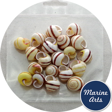 Craft Pack - Coffee Swirl Shells - Marine Arts - MarineArts.co.uk