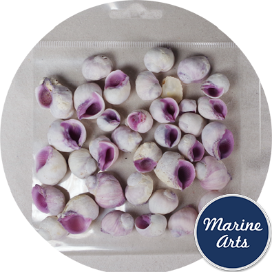 Craft Pack - Emperor Purple Periwinkle - Marine Arts - MarineArts.co.uk