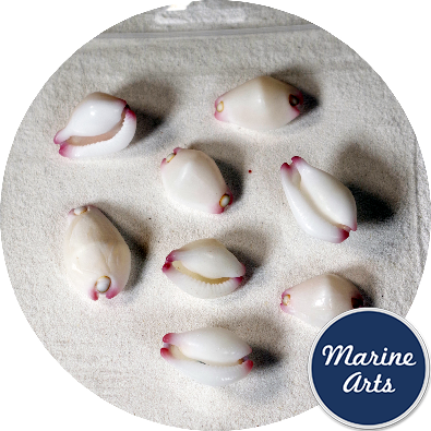 Craft Pack - Mini Egg Cowrie Shells - Marine Arts - MarineArts.co.uk