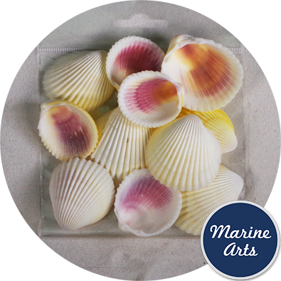 Craft Pack - Pacific Cockle Shells - Marine Arts - MarineArts.co.uk