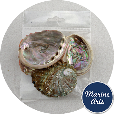 Craft Pack - Pink Abalone Shell - Marine Arts - MarineArts.co.uk