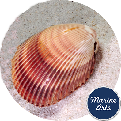 Heart Cockle - Shell Pair - Marine Arts - MarineArts.co.uk