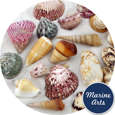 Large Shells - Value Pack - Marine Arts - MarineArts.co.uk