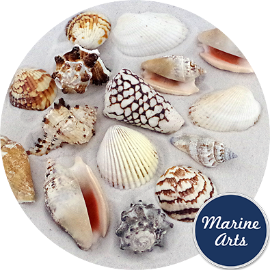 Medium Shells - Value Pack - Marine Arts - MarineArts.co.uk
