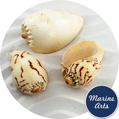 Melon Shell - Medium 10-12.5cm - Marine Arts - MarineArts.co.uk