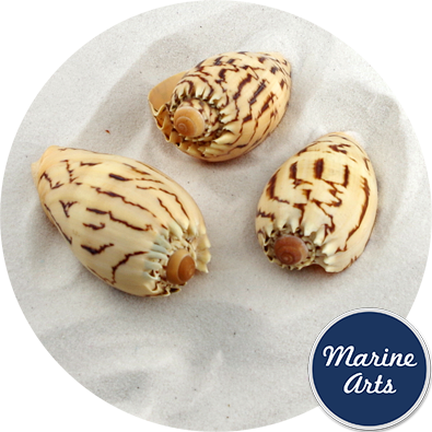 Melon Shell - Small 7.5-10cm - Marine Arts - MarineArts.co.uk