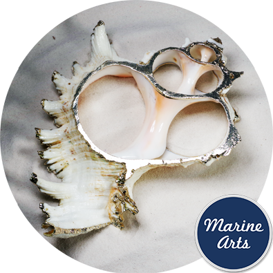 Murex - Silver Edged Shell Section - Marine Arts - MarineArts.co.uk