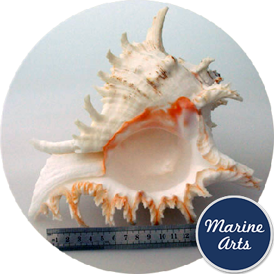 Murex Shells White - Giant 20-22.5cm - Marine Arts - MarineArts.co.uk