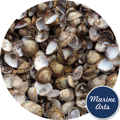 Natural Cockle Shells - Marine Arts - MarineArts.co.uk