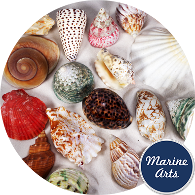 Selected Shells - Value Pack - Marine Arts - MarineArts.co.uk