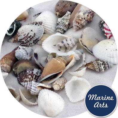 Small Shells - Value Pack - Marine Arts - MarineArts.co.uk